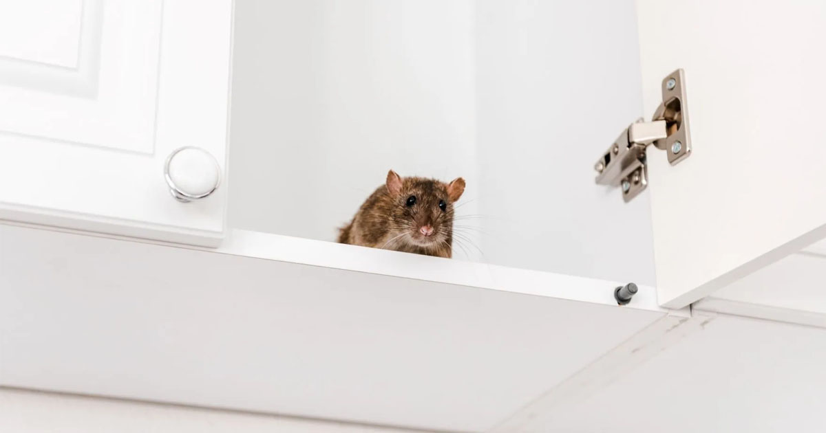 Rodent Exclusion and it's Importance for Homeowners